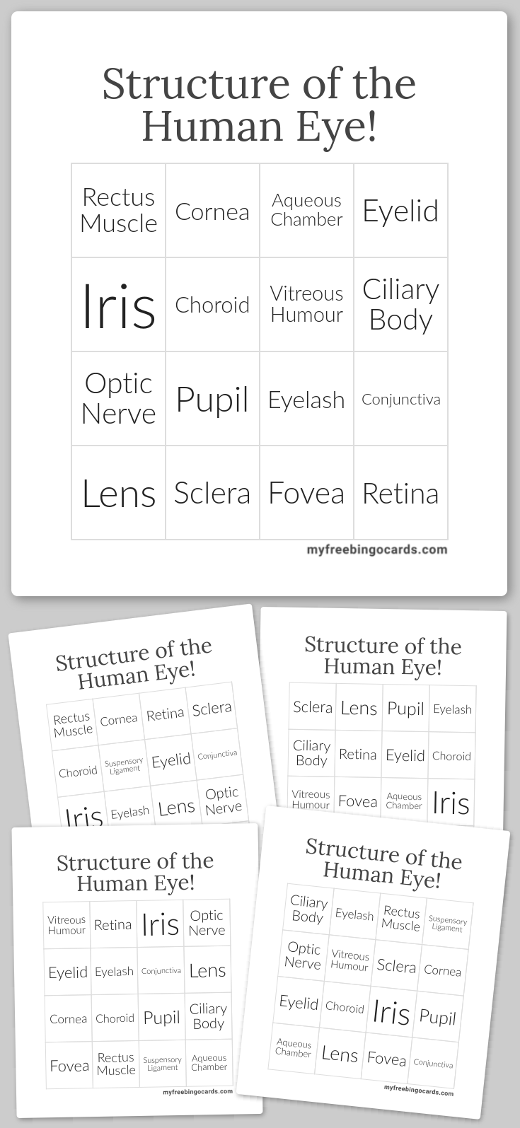 Virtual Structure of the Human Eye! Bingo