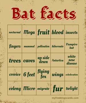 Bat facts Bingo