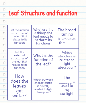 Leaf Structure and function Bingo